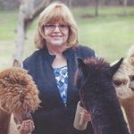 Male Huacaya Alpacas for Sale & Breeder in California | Arapaho Rose ...