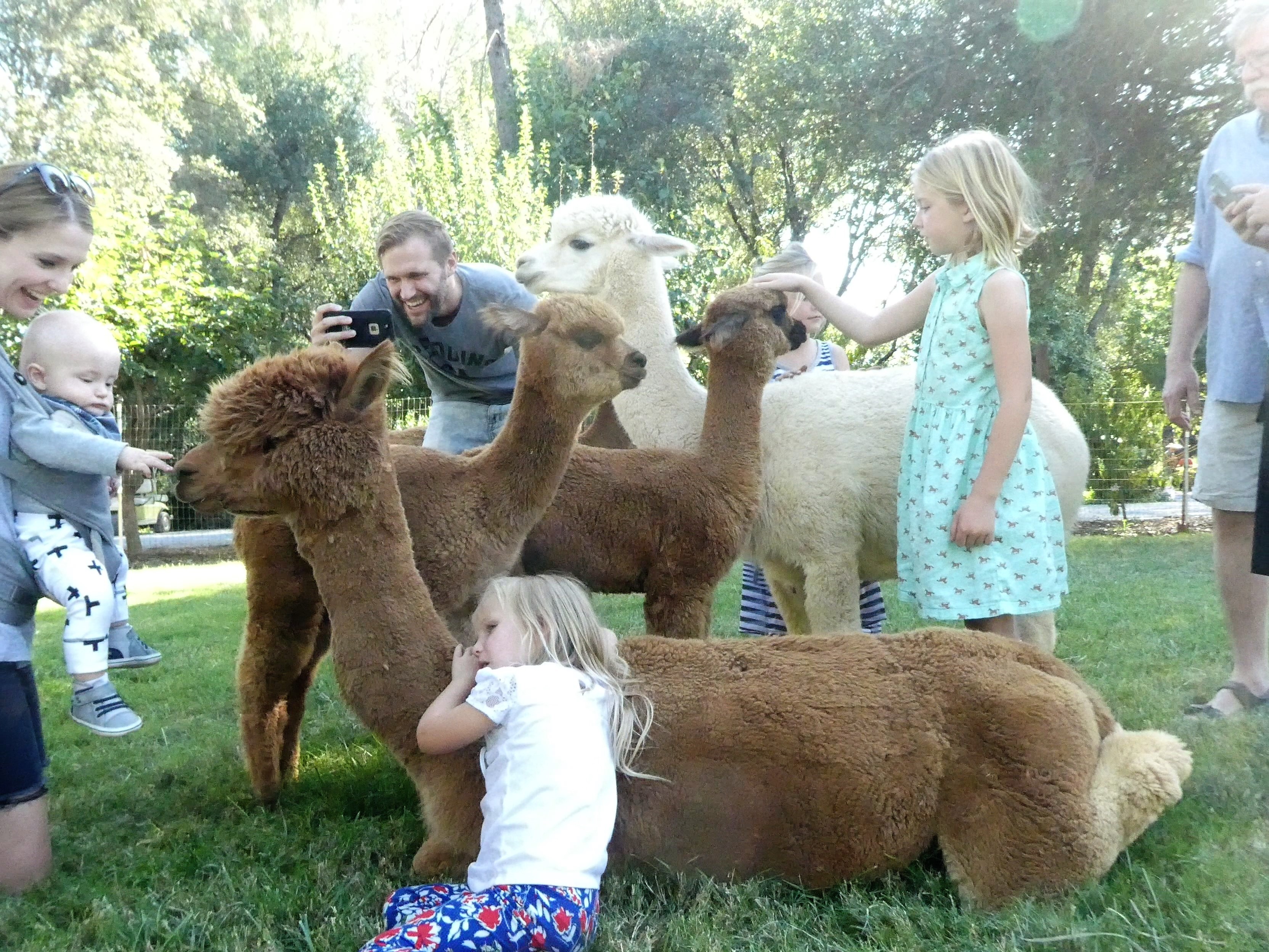 Sept 27,2025 National Alpaca Farm Days | Arapaho Rose Alpacas